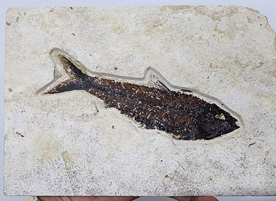 Diplomystus (Fish Fossil) – Living Gems SG