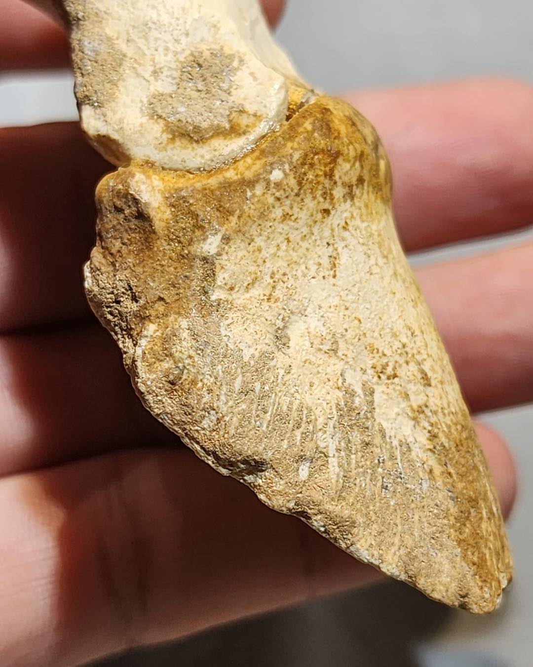 Eohippus Foot Fossil – Living Gems SG