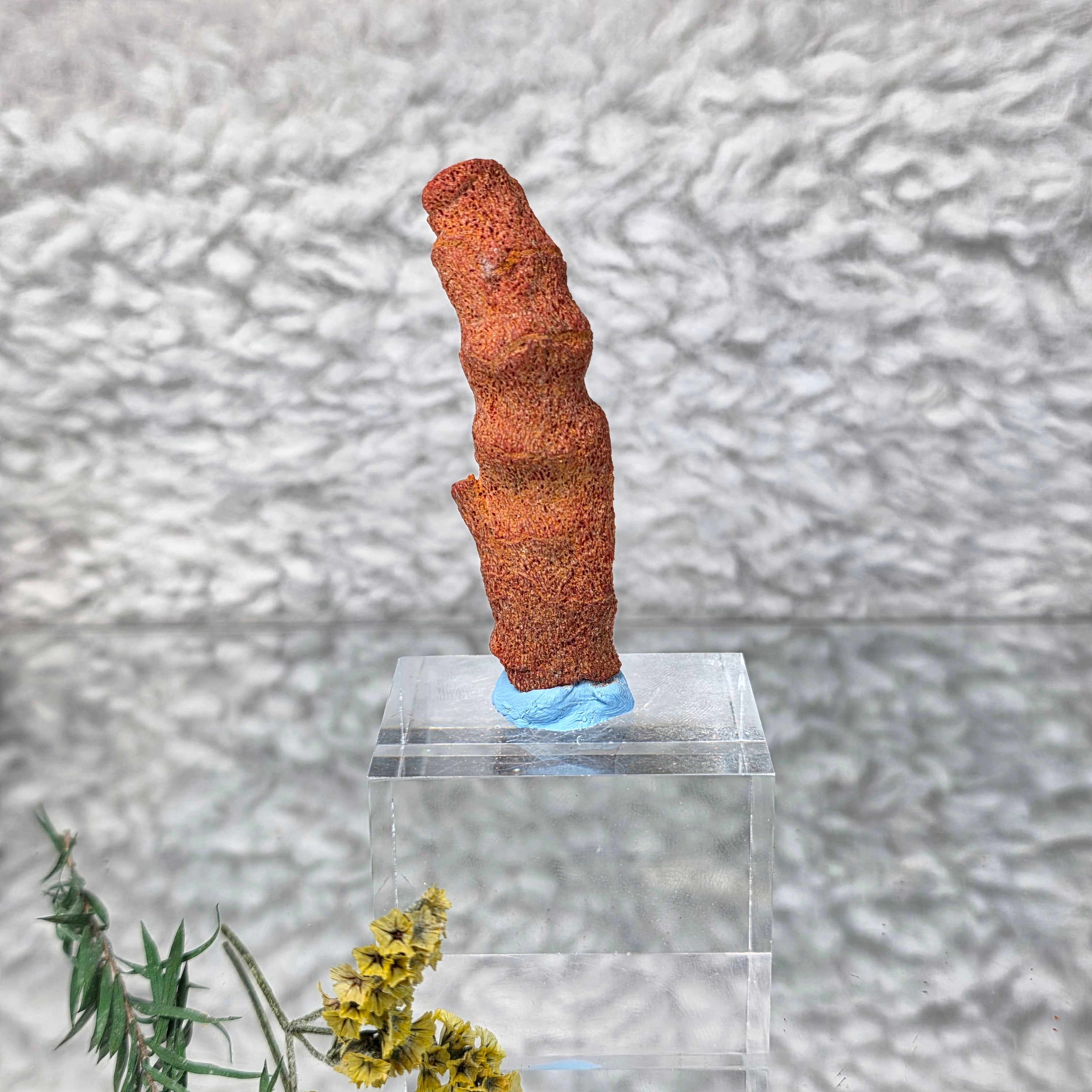Raw Red Coral – Vitality, Protection & Emotional Strength – Living Gems SG