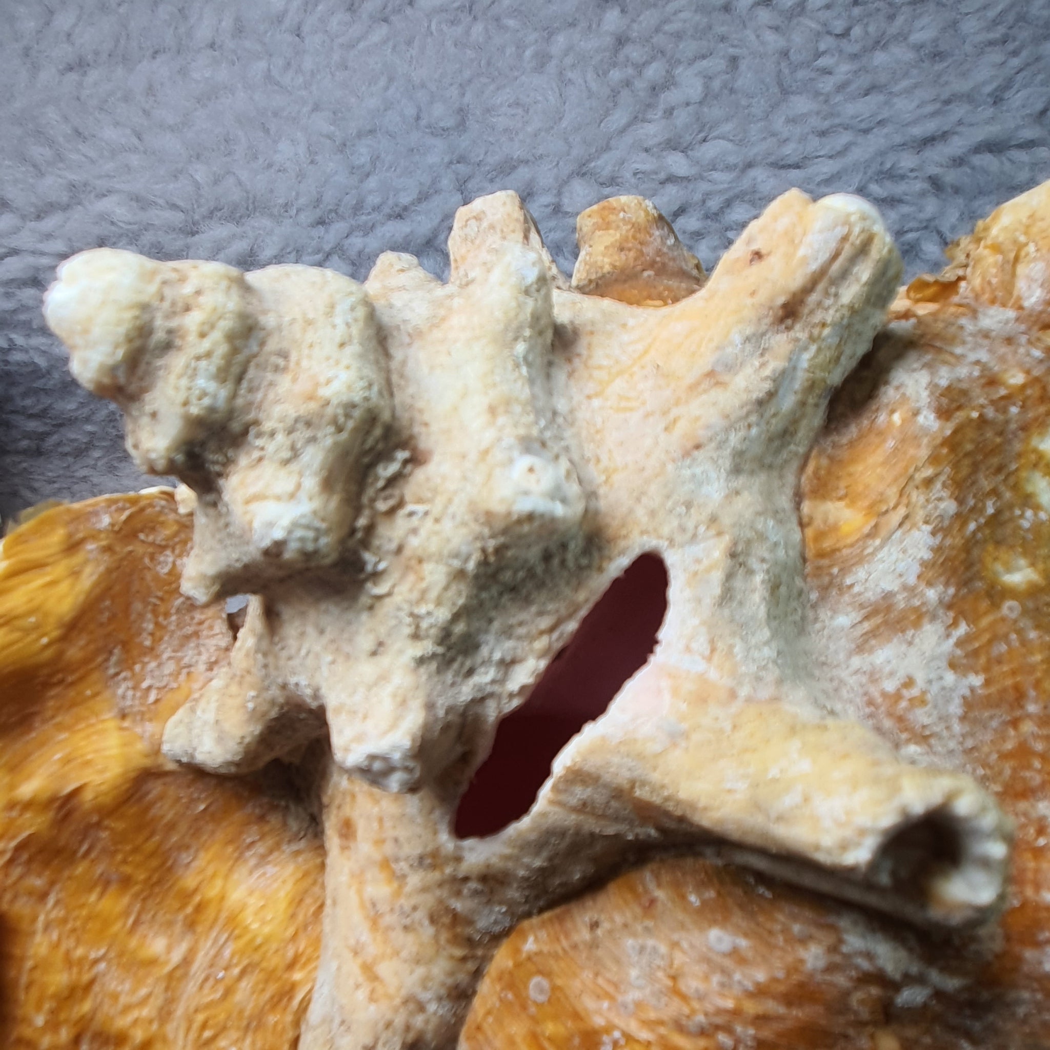 Pink Conch Shell – Natural Display Piece – Living Gems SG